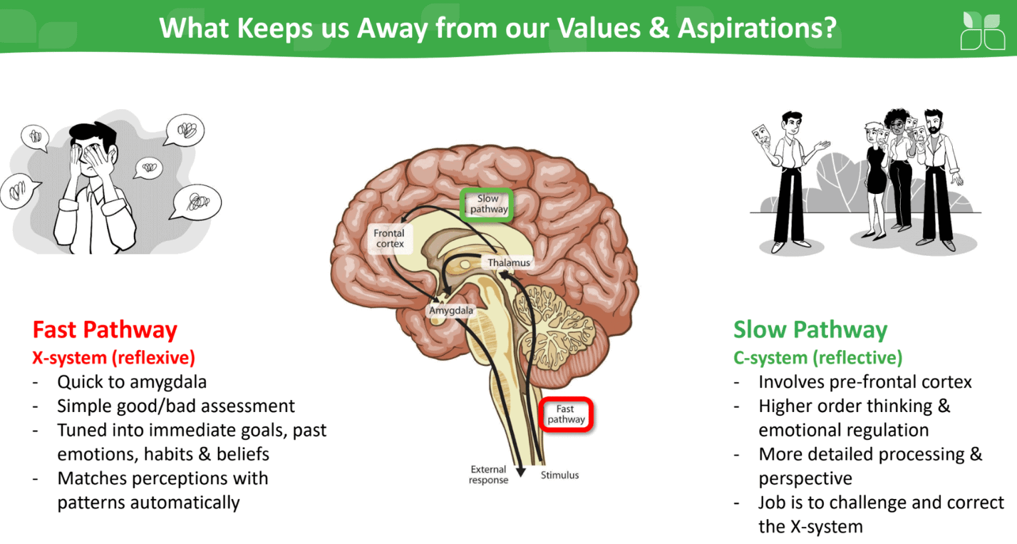 How Our ‘Fast Brain’ Hijacks Our Personal Development